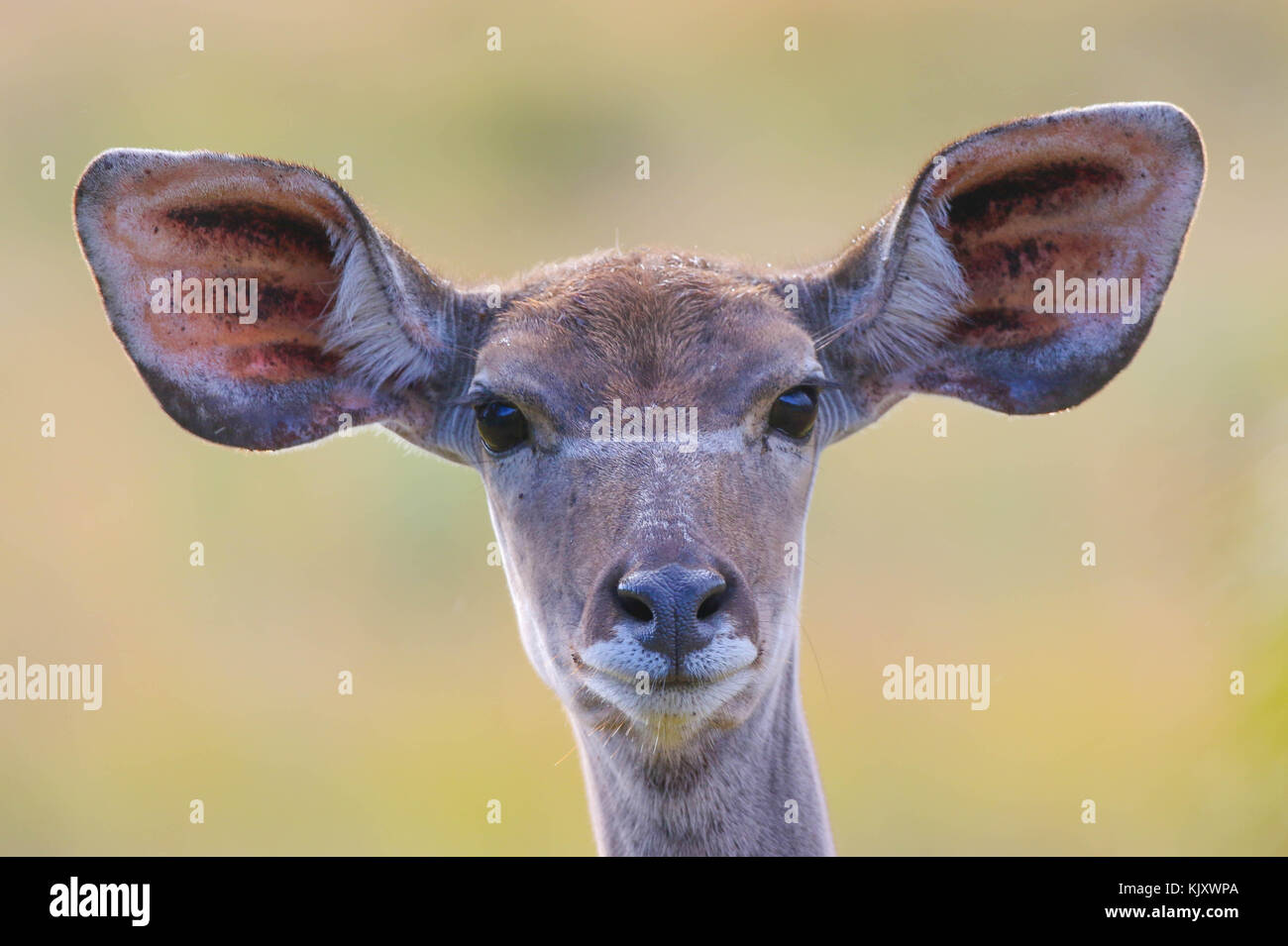 Female impala portrait aepyceros hi-res stock photography and images ...
