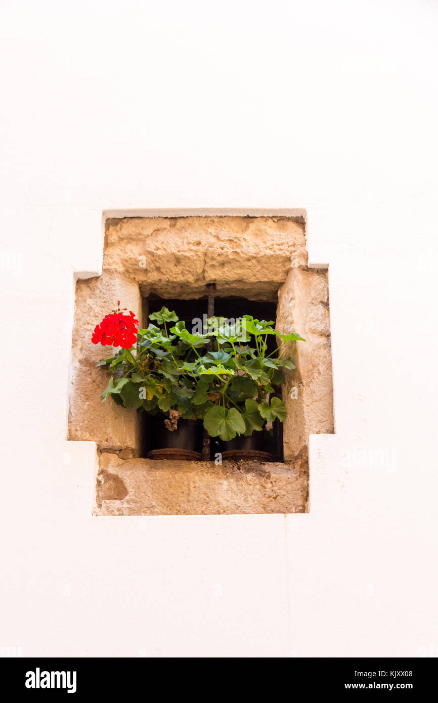 Red geranium flower in small window in white wall Stock Photo - Alamy