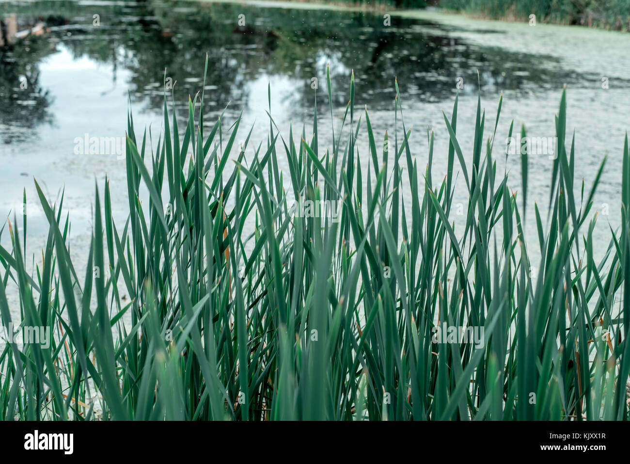 Reeds by the lake, a spring day, in nature, a pond overgrown with grass ...