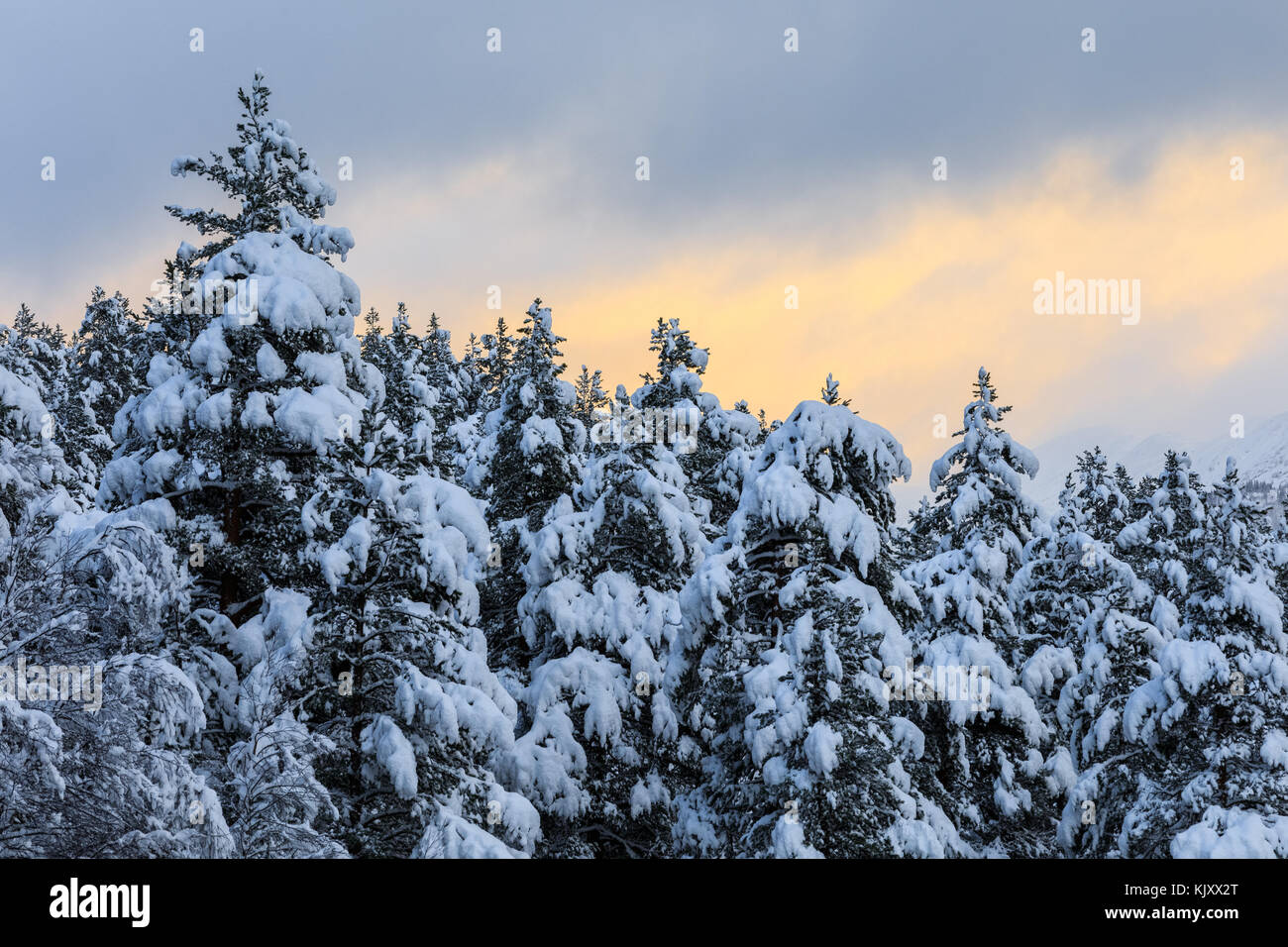 Christmas background with snowy fir trees Stock Photo - Alamy
