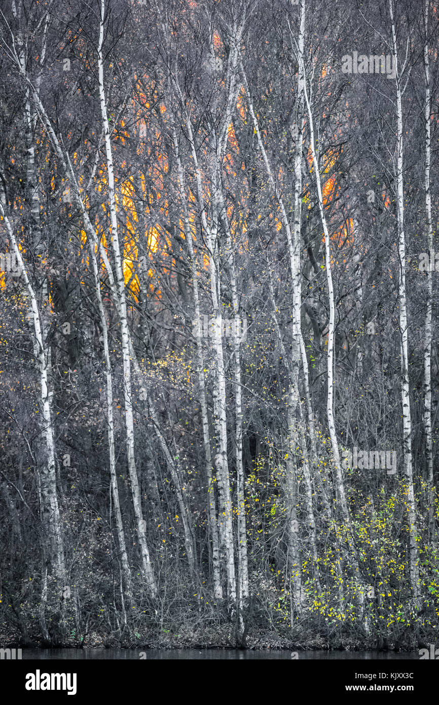 Mature Silver Birch trees in late autumn and sunrise Stock Photo - Alamy