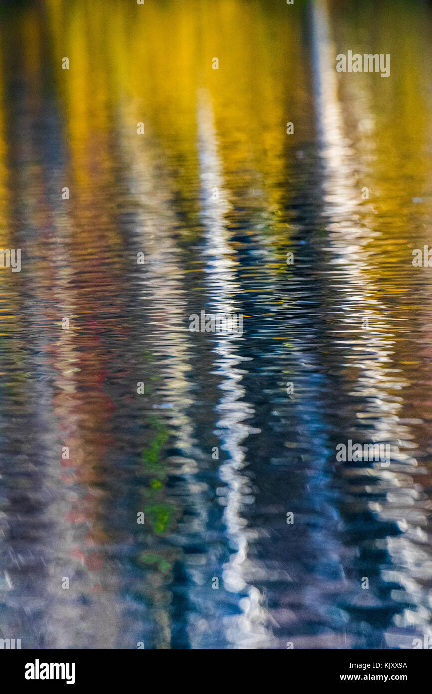 Reflection of Silver Birch tree on a shimmering water Stock Photo - Alamy