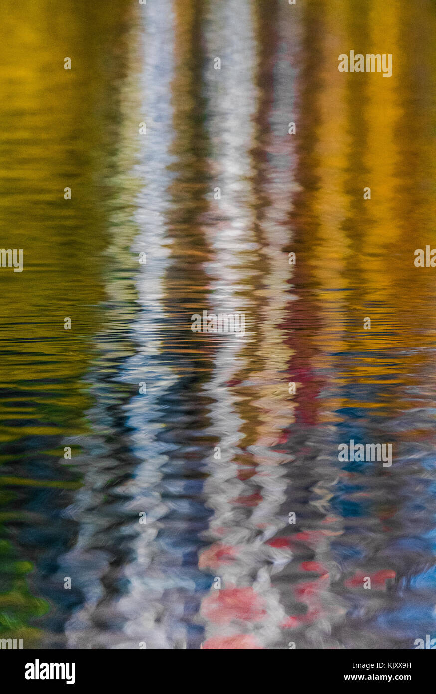 Reflection of Silver Birch tree on a shimmering water Stock Photo - Alamy