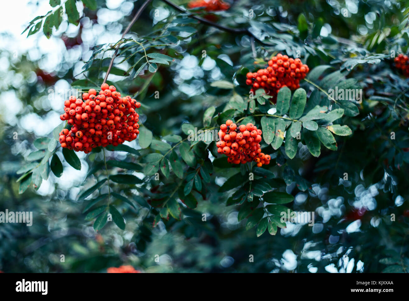 Ripe berries of mountain ash, grow on tree, autumn red berries, close ...