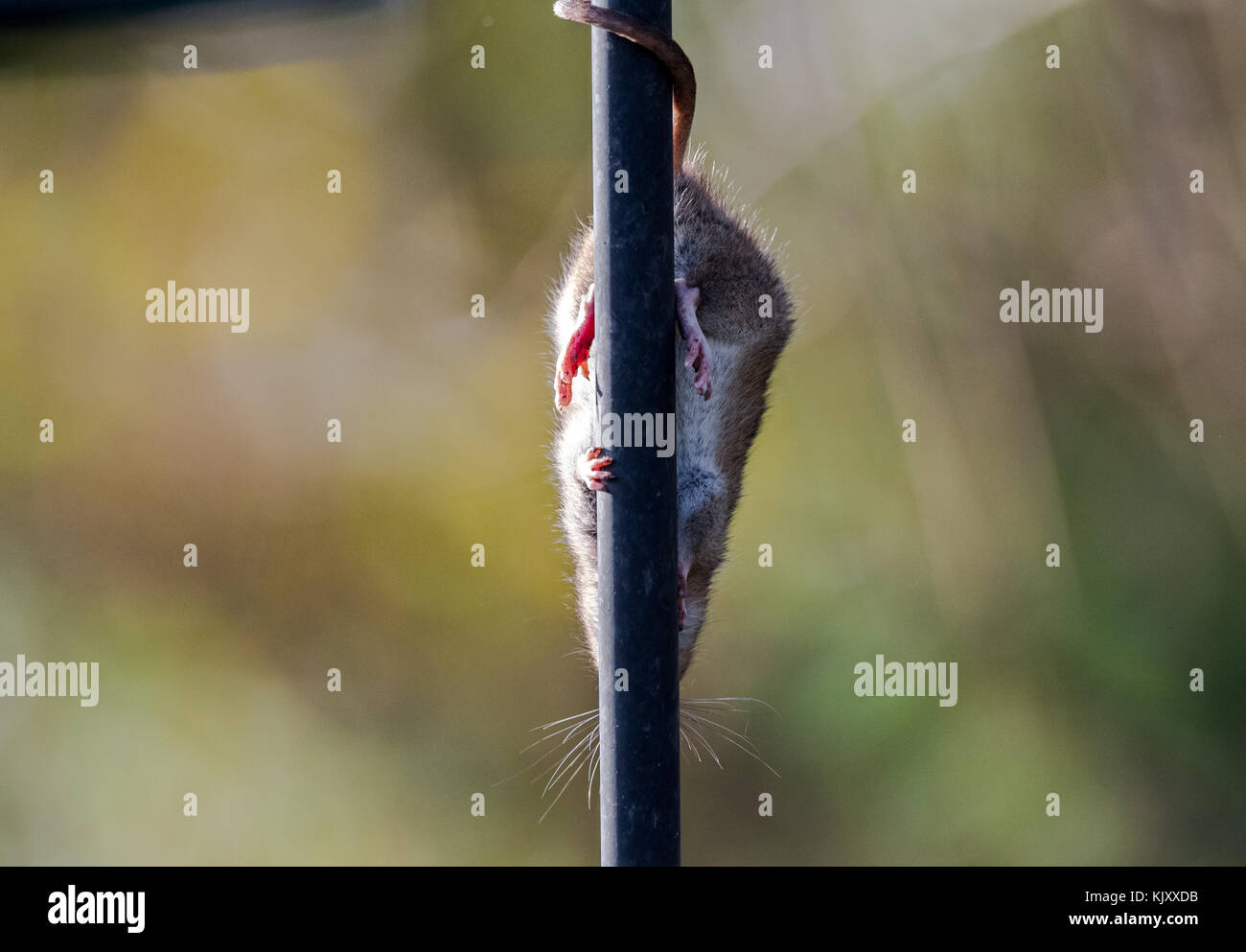Can Rats Climb Metal Pole at Kevin Conger blog