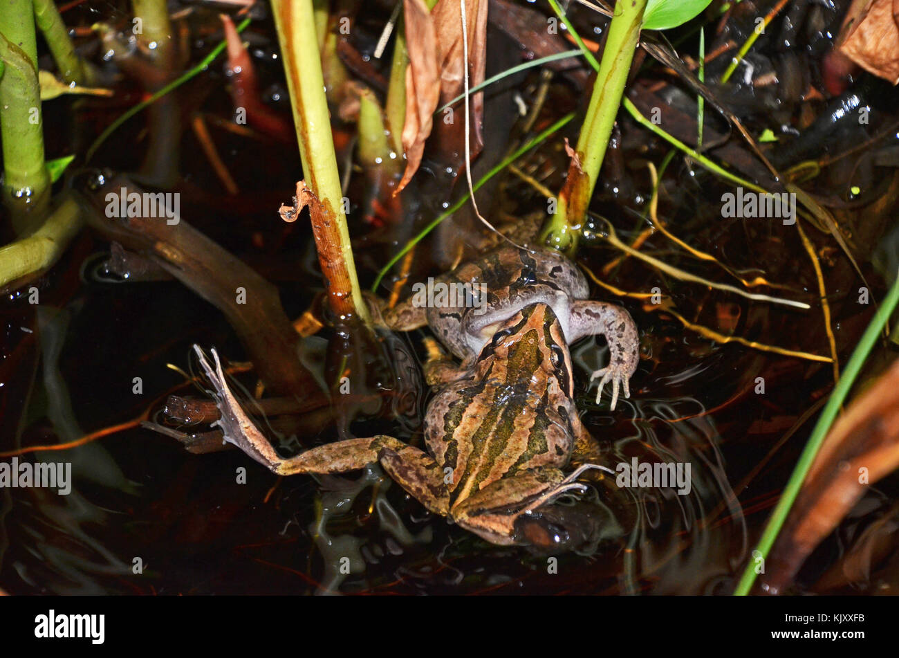 Male combat in two striped marsh frogs (Limnodynastes peronii), St Ives ...