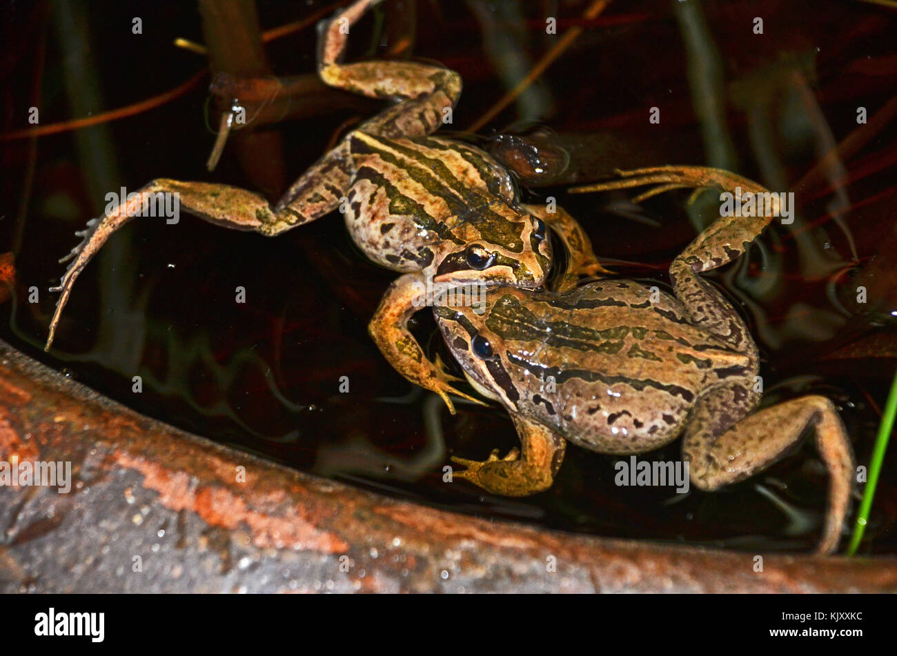 Male combat in two striped marsh frogs (Limnodynastes peronii), St Ives ...
