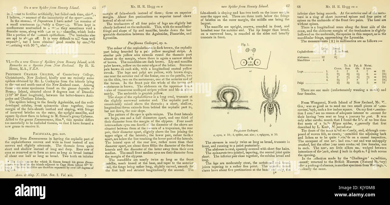 Pacificana cockayni (1904 Stock Photo - Alamy