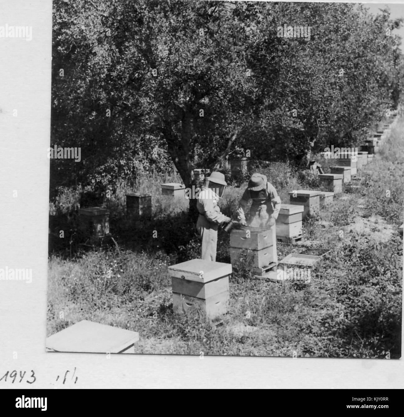 Israel 7835 Gan Samuel in the beehive 1943 Stock Photo - Alamy