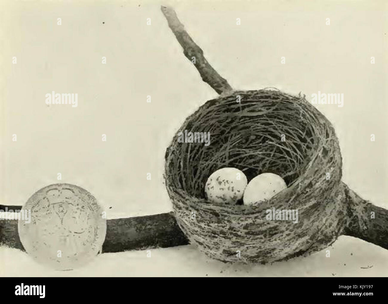 Cervina hi-res stock photography and images - Alamy