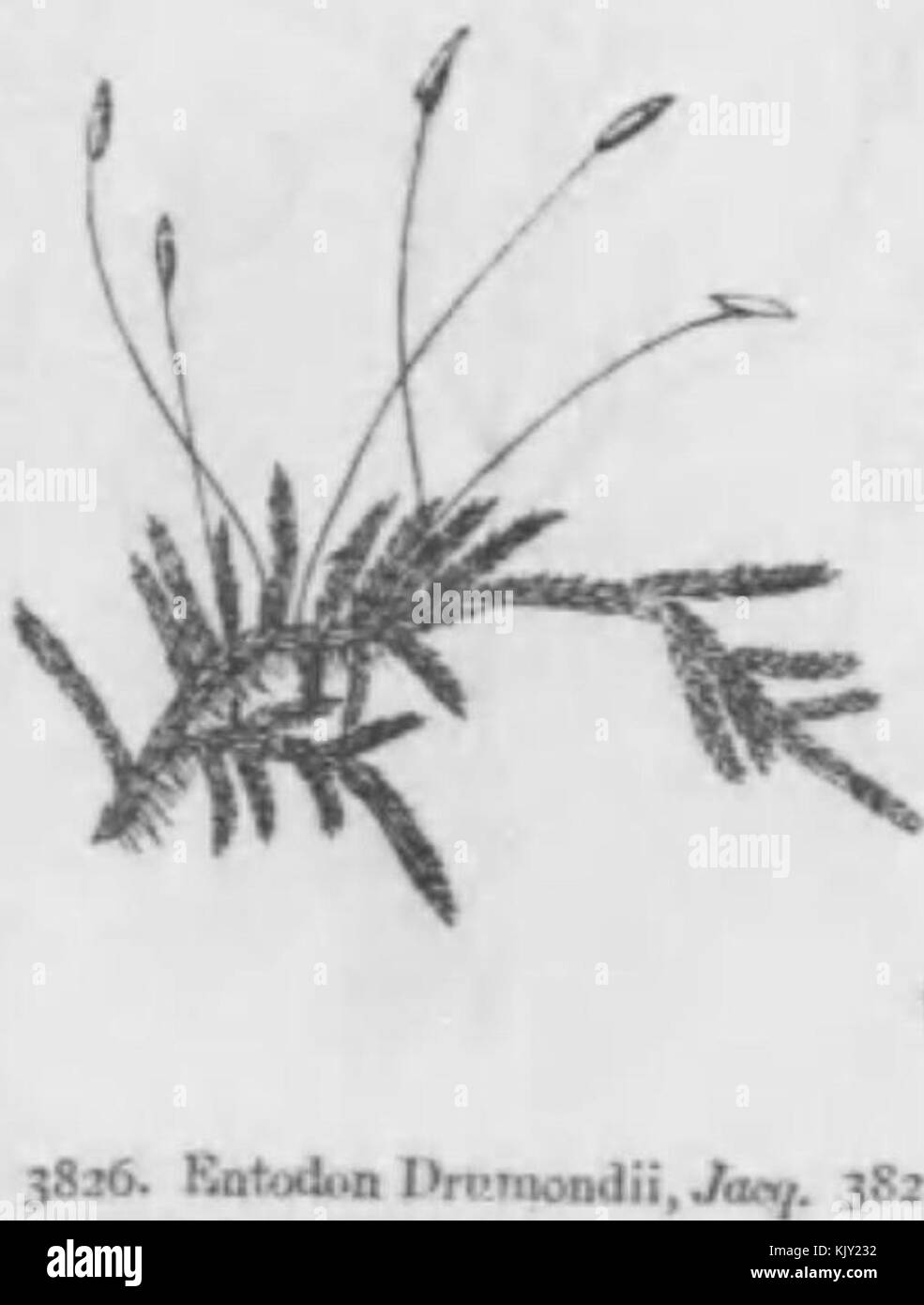 011 Entodon macropodus tsukushitsuyagoke Stock Photo - Alamy