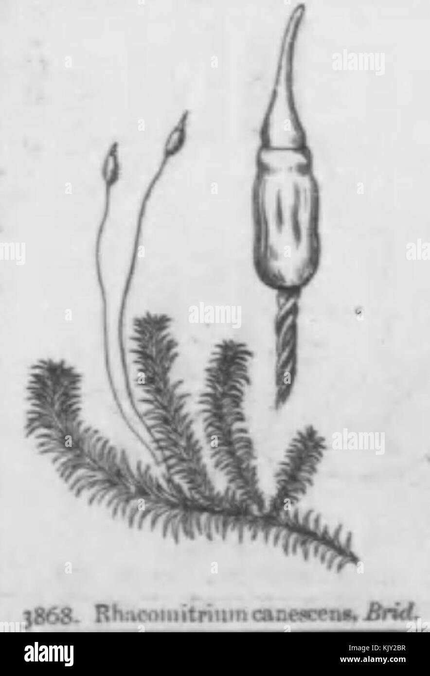 This image shows Racomitrium canescens, a species of moss commonly ...