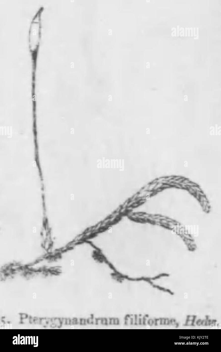 Filiforme hi-res stock photography and images - Alamy