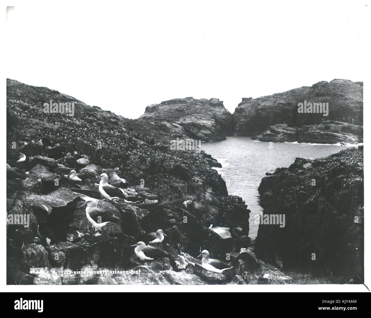 Bounty islands new zealand hi-res stock photography and images - Alamy