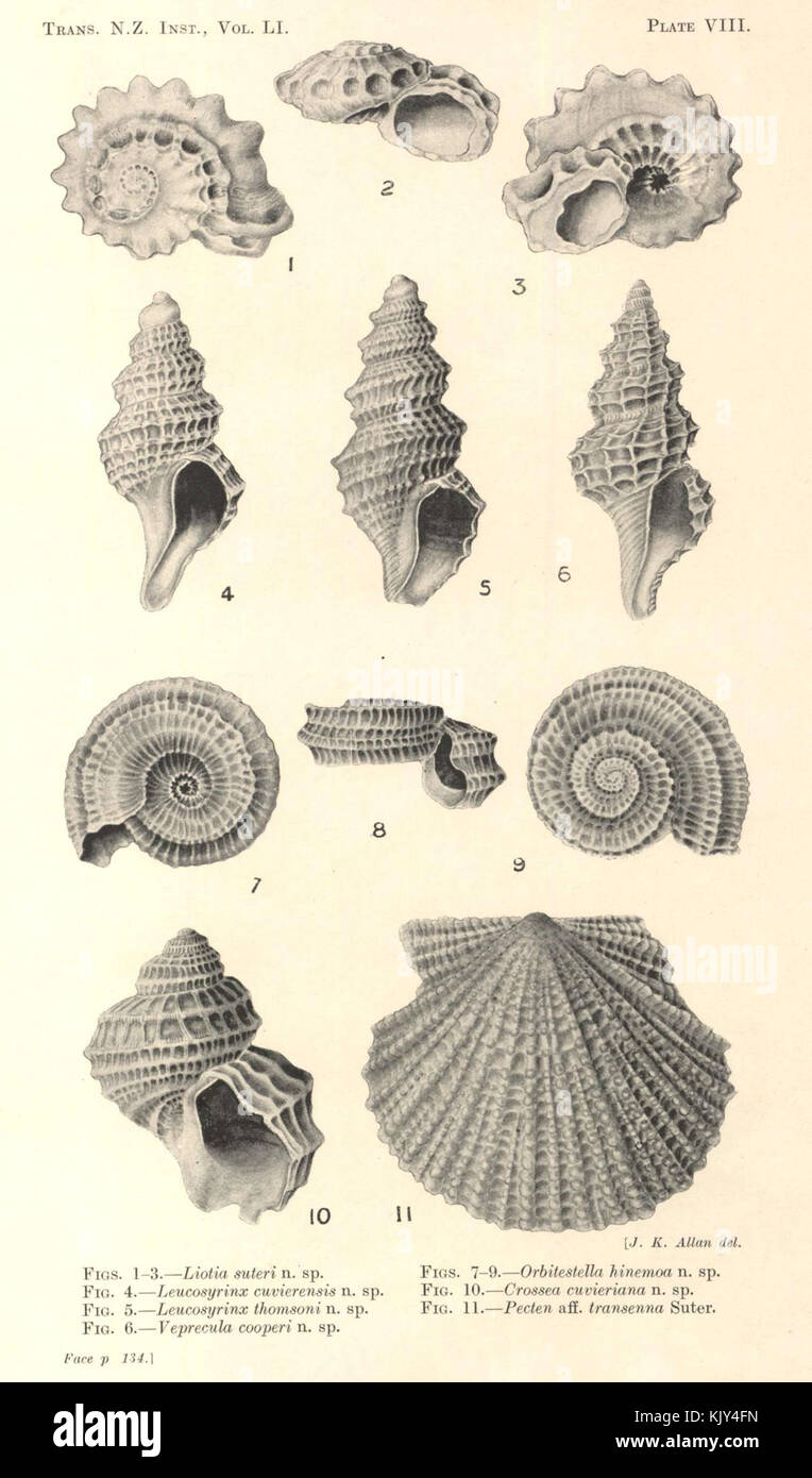 Mollusca, New Zealand Stock Photo - Alamy