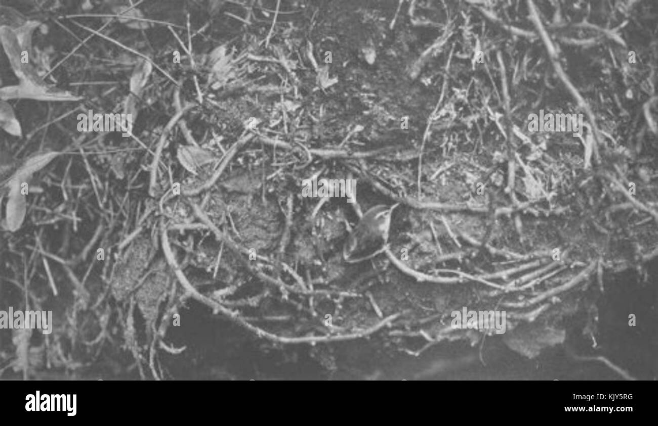 X. l. longipes Stock Photo - Alamy