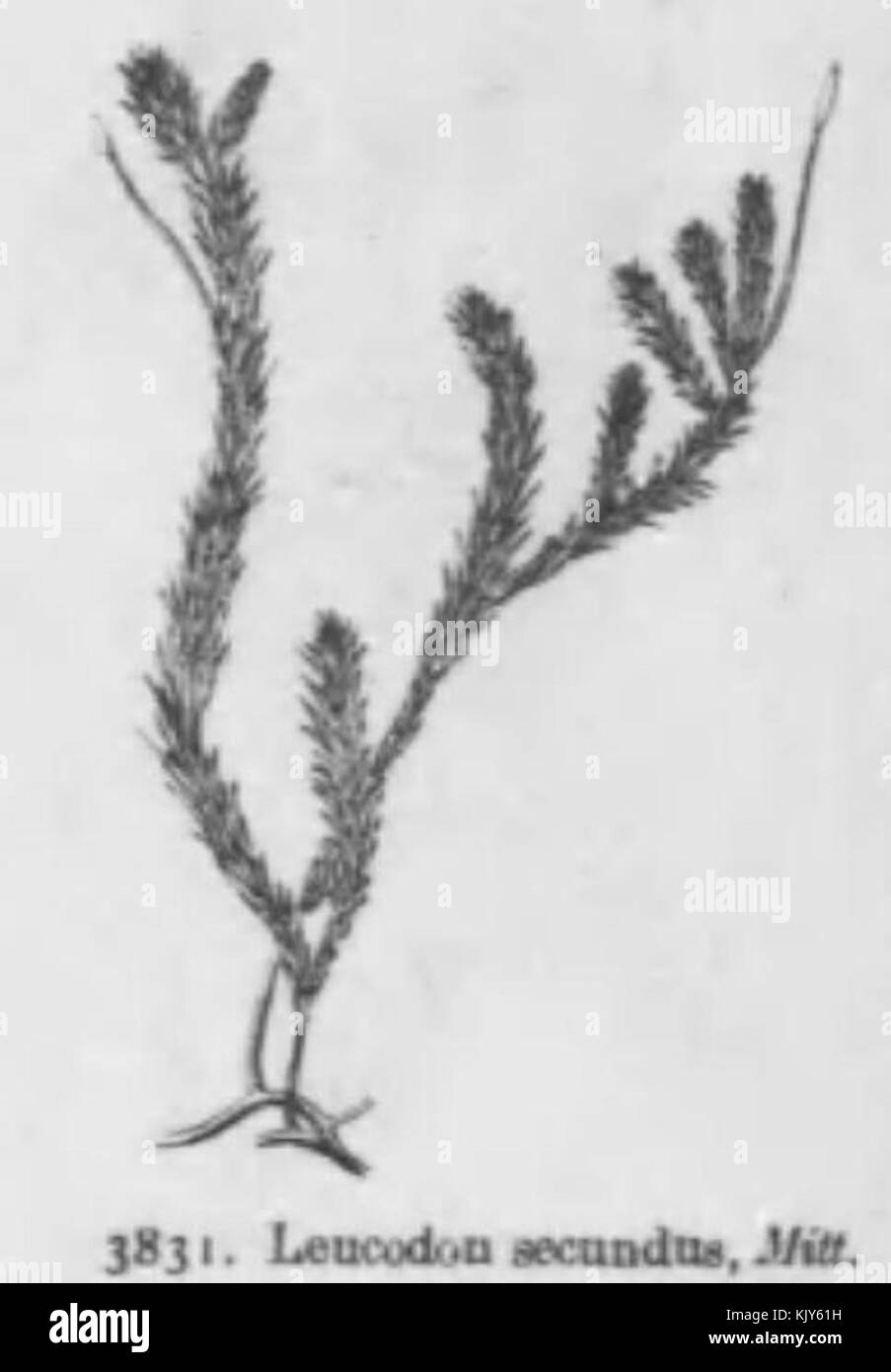 Leucodon hi-res stock photography and images - Alamy