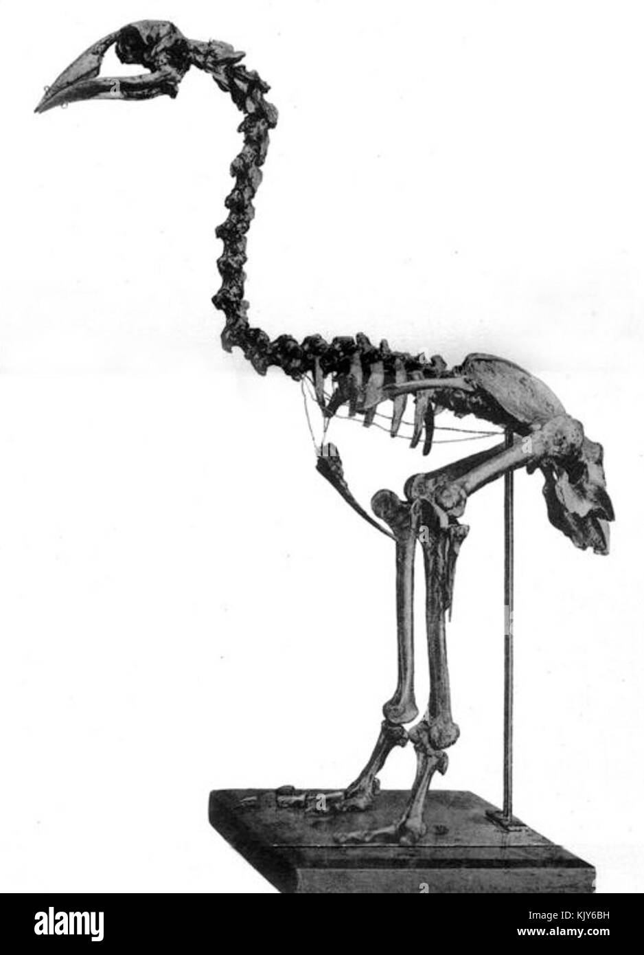 Aptornis hi-res stock photography and images - Alamy