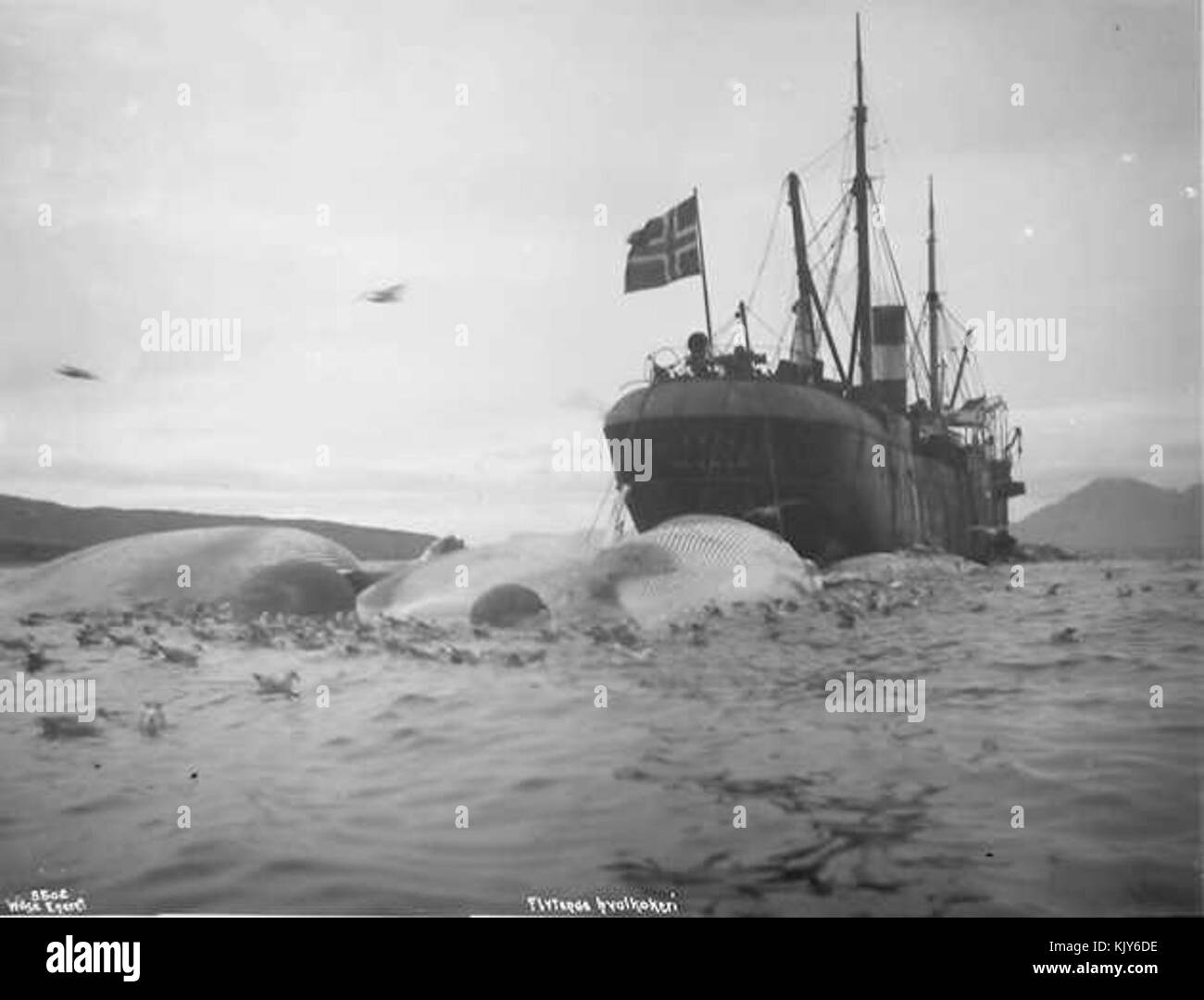 Bucentaur med hval Bellsund 1906 08 17 Stock Photo - Alamy