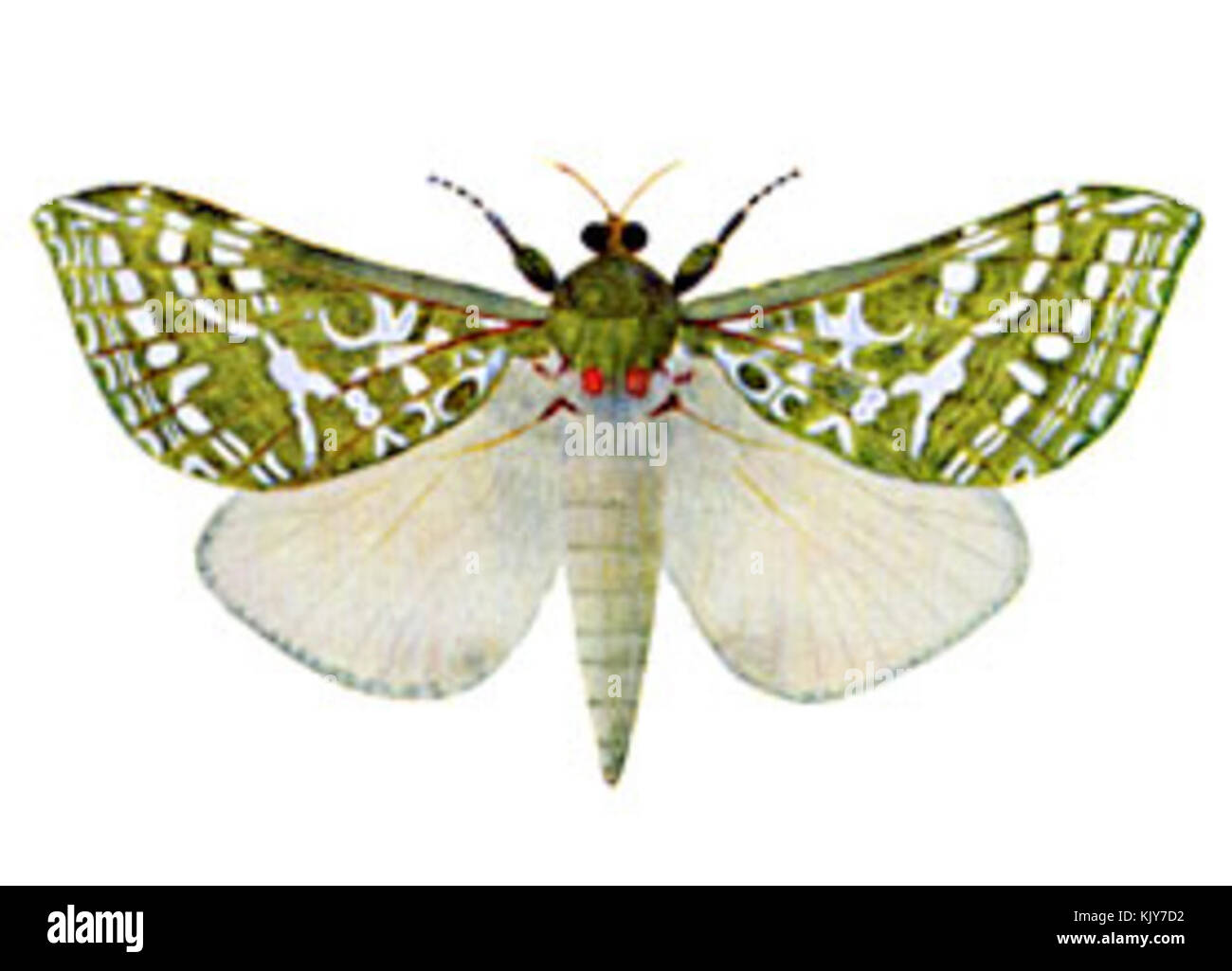 A species of moth, Hepialus virescens, known for its distinctive ...