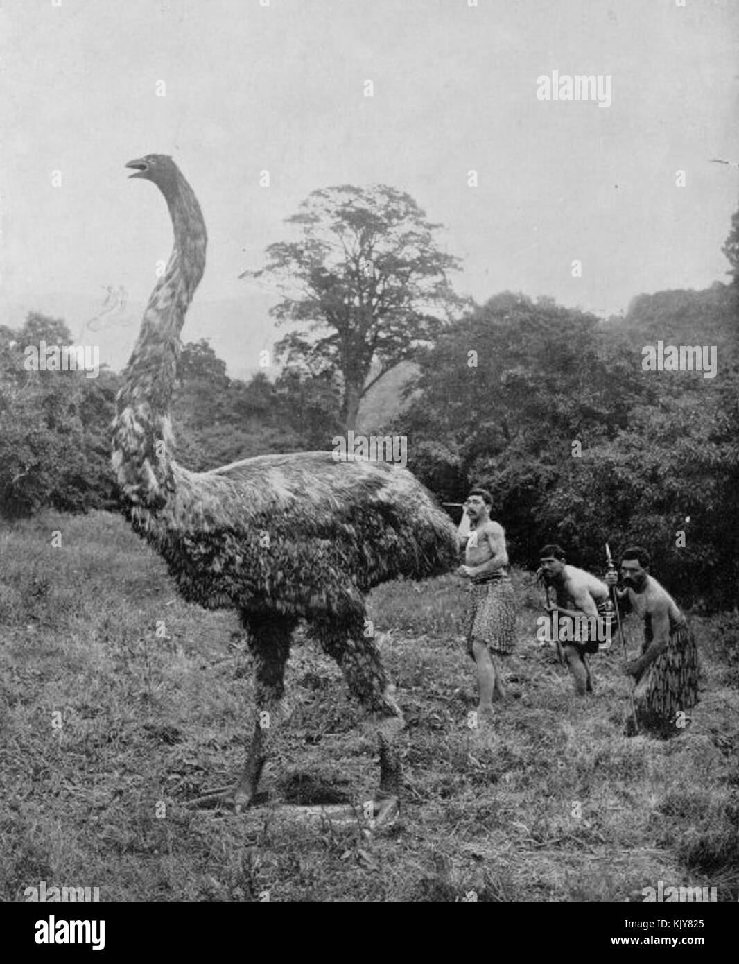 Moa hunt hi-res stock photography and images - Alamy