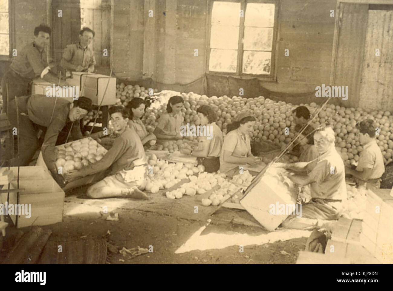 Israel 9230 Agriculture in Israel Stock Photo - Alamy