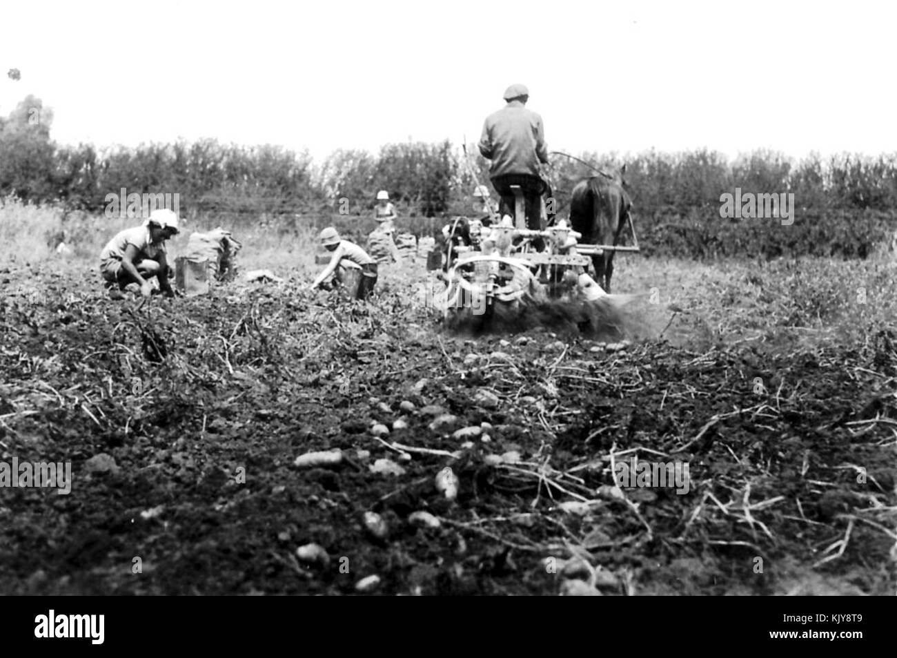 Israel 27950 Agriculture in Israel Stock Photo - Alamy