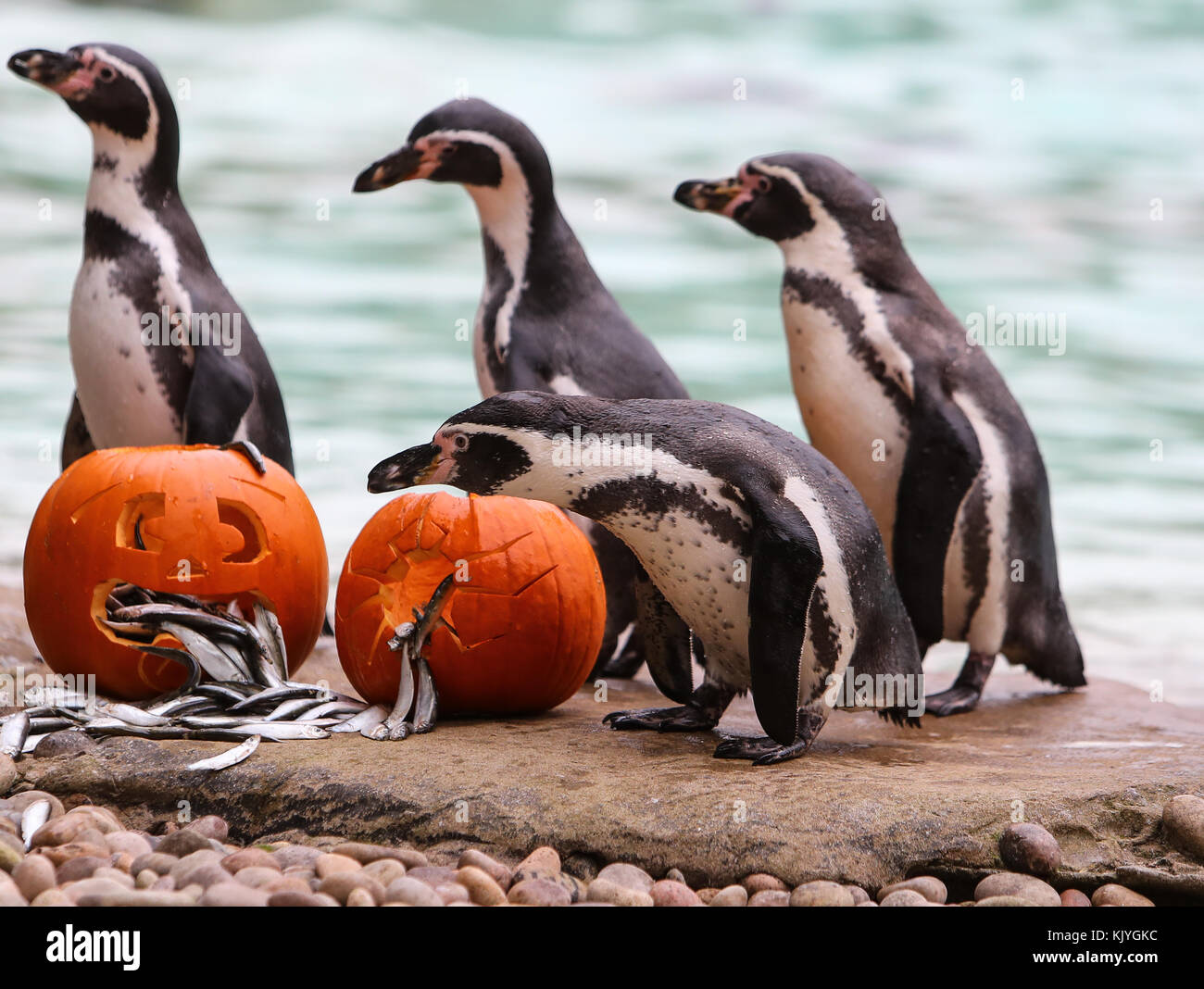 The penguins, monkeys and tigers of ZSL London Zoo get into the spirit ...