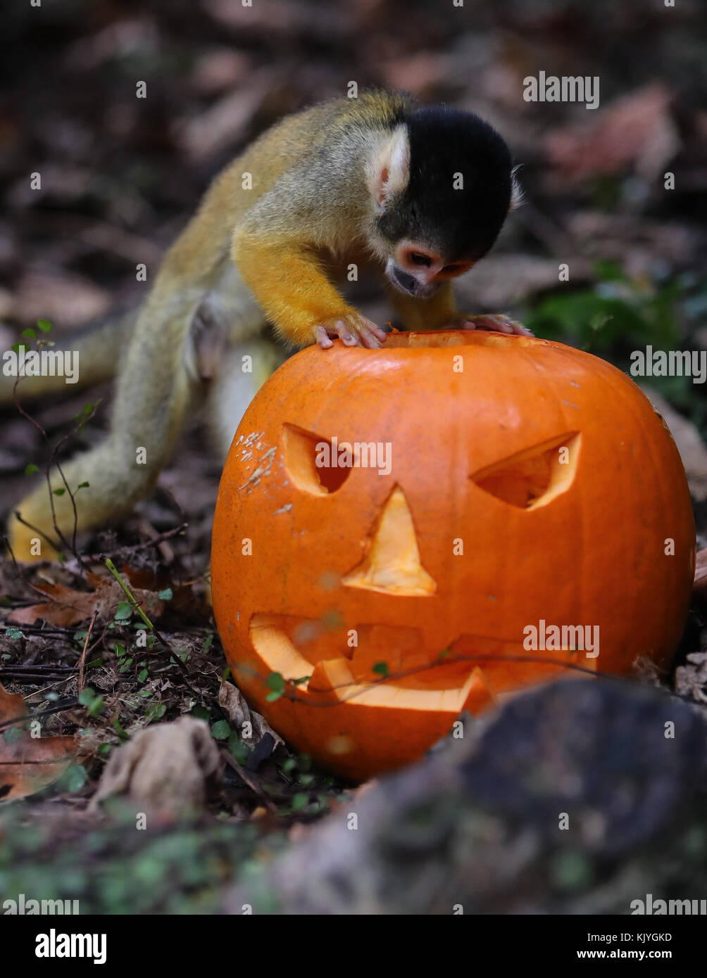 The penguins, monkeys and tigers of ZSL London Zoo get into the spirit ...