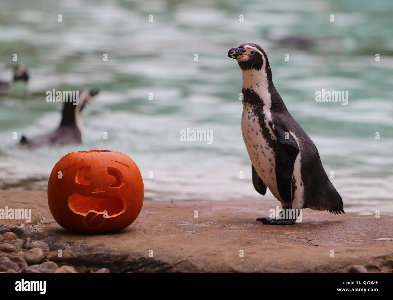 The penguins, monkeys and tigers of ZSL London Zoo get into the spirit ...