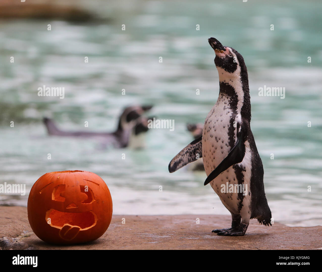 The penguins, monkeys and tigers of ZSL London Zoo get into the spirit ...