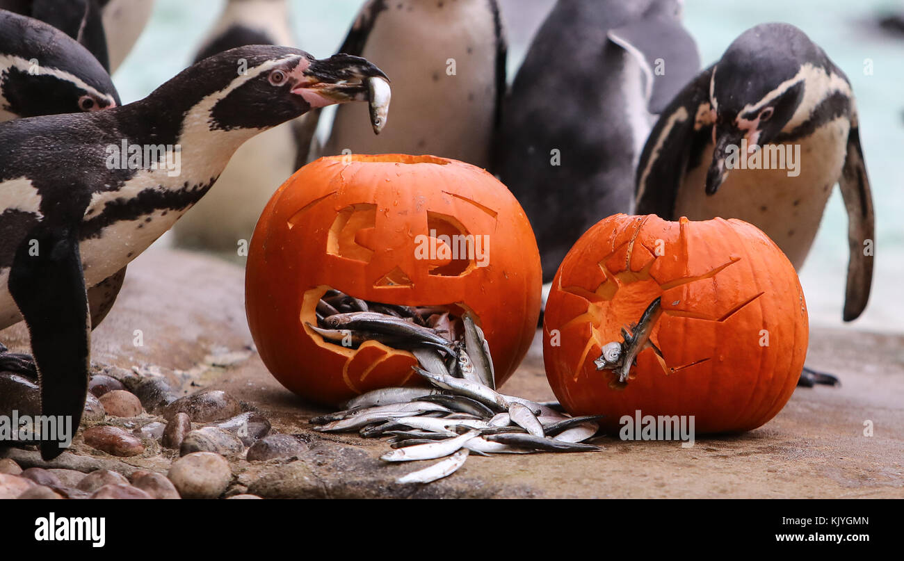 The penguins, monkeys and tigers of ZSL London Zoo get into the spirit ...