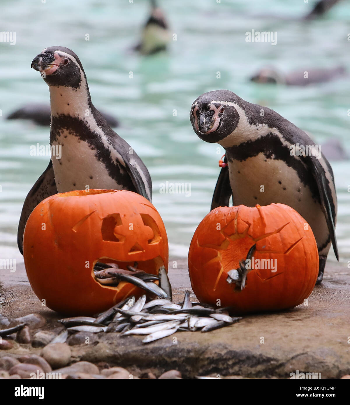 The penguins, monkeys and tigers of ZSL London Zoo get into the spirit ...