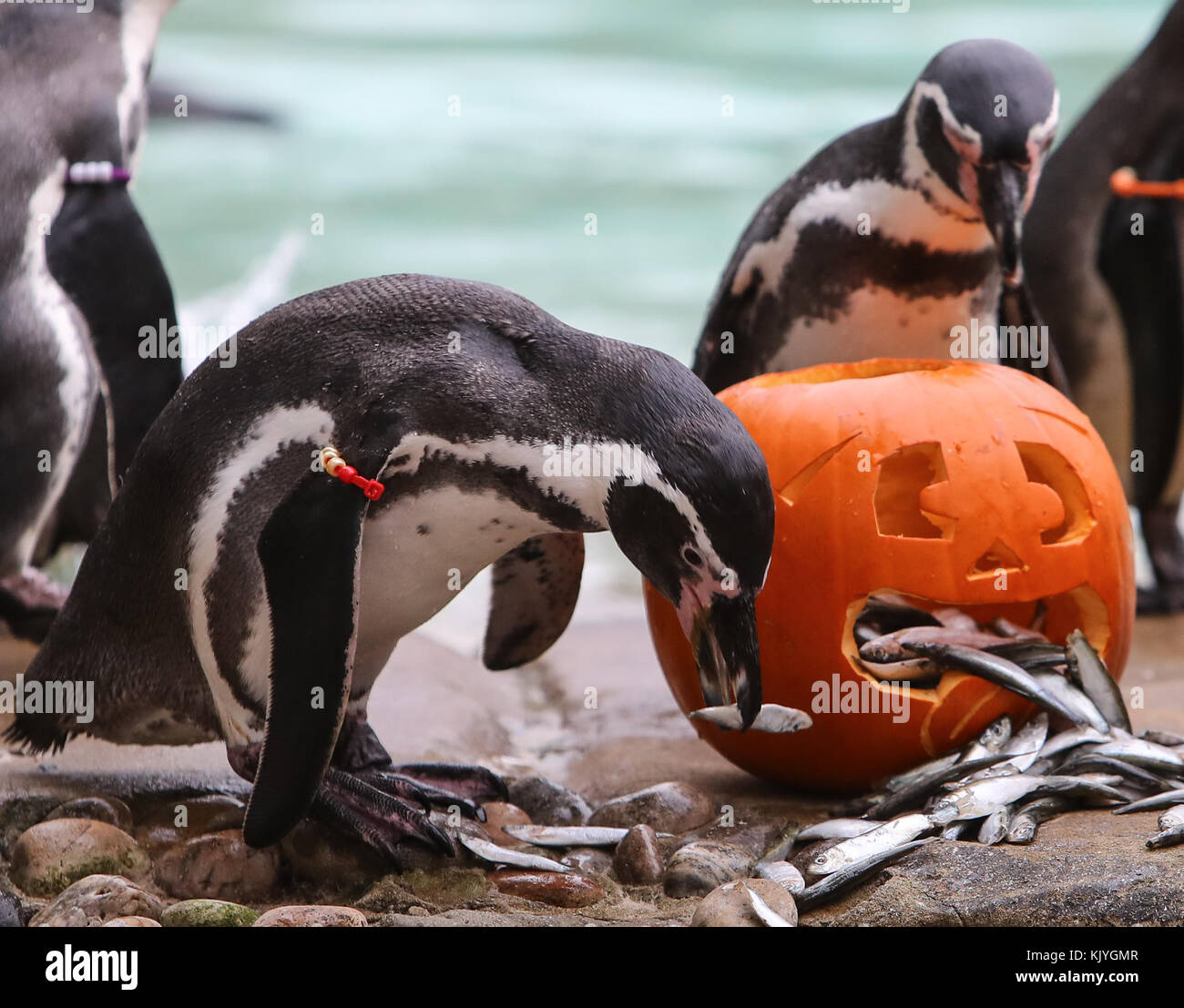 The penguins, monkeys and tigers of ZSL London Zoo get into the spirit ...