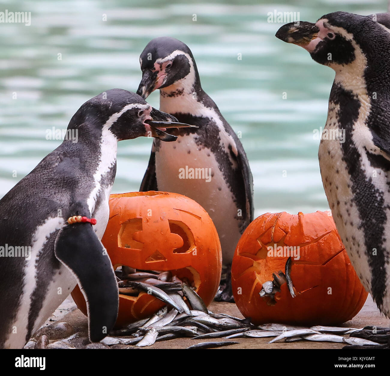 The penguins, monkeys and tigers of ZSL London Zoo get into the spirit ...