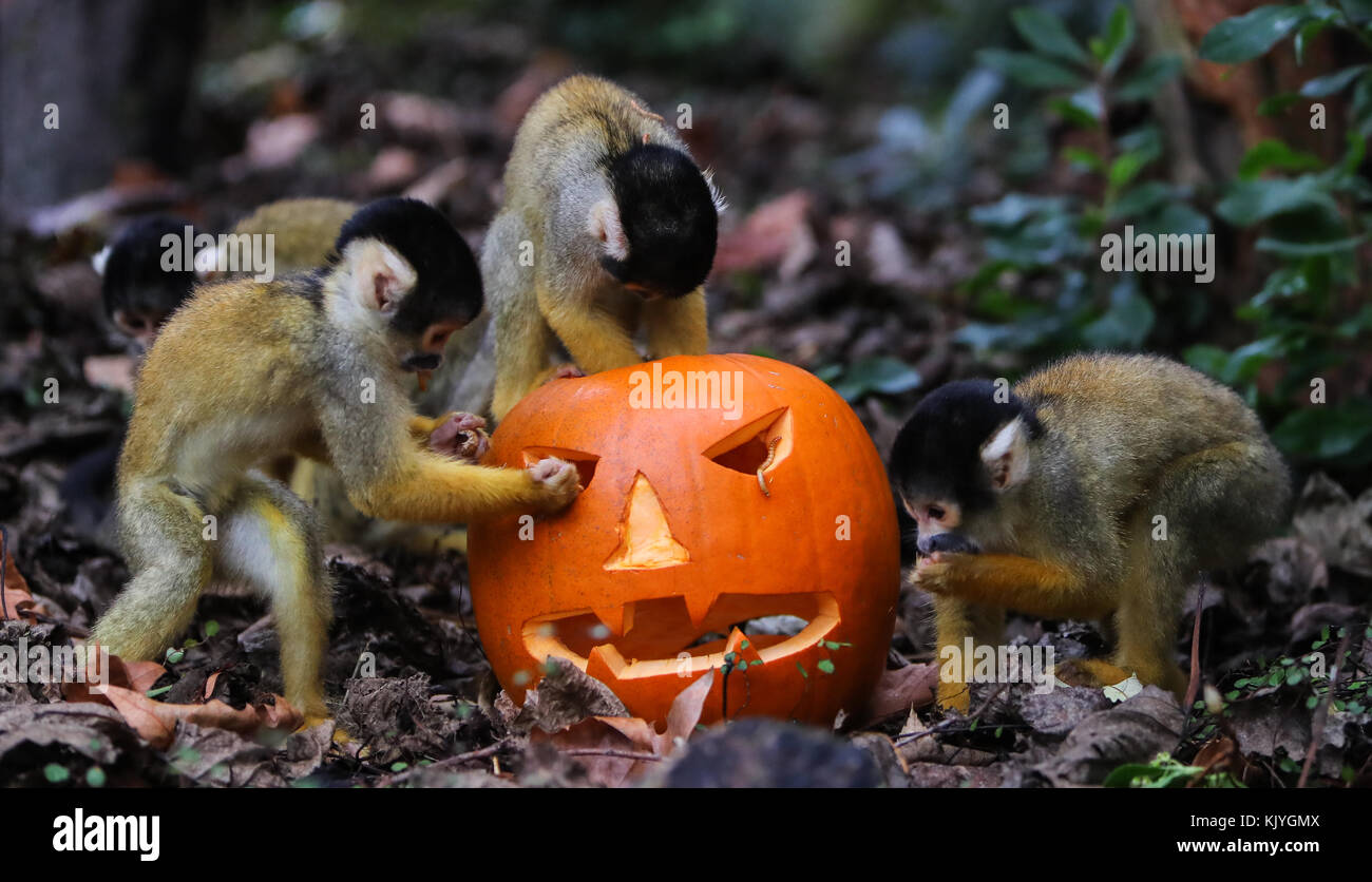 The penguins, monkeys and tigers of ZSL London Zoo get into the spirit ...