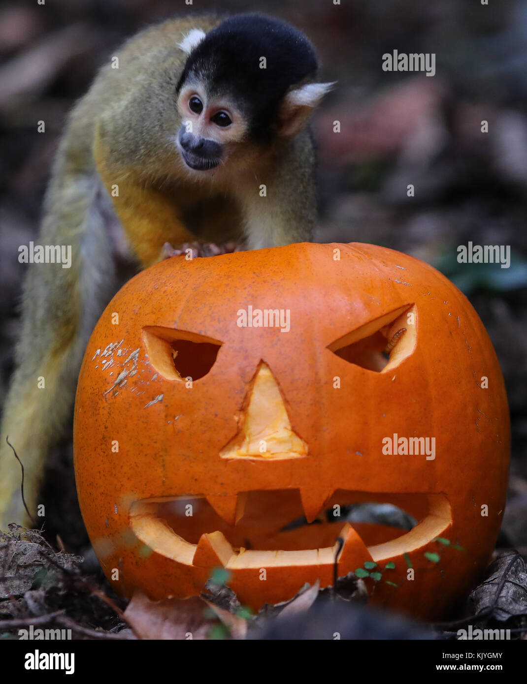 The penguins, monkeys and tigers of ZSL London Zoo get into the spirit ...