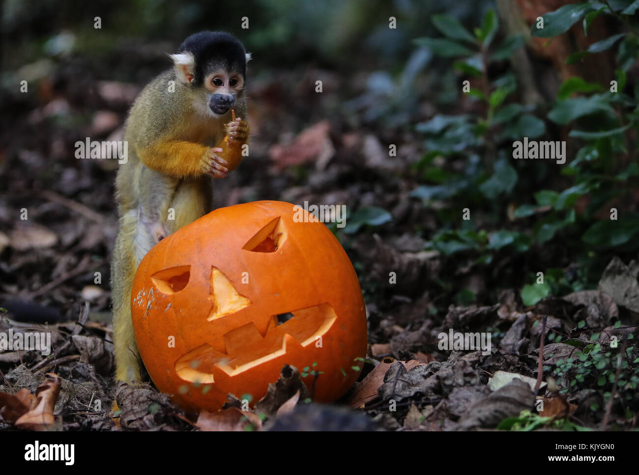 The penguins, monkeys and tigers of ZSL London Zoo get into the spirit ...