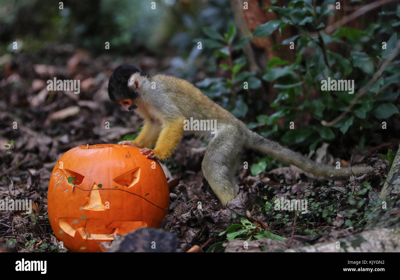 The penguins, monkeys and tigers of ZSL London Zoo get into the spirit ...