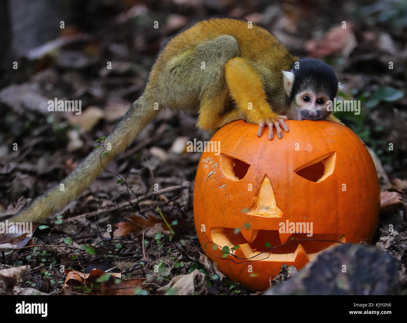 The penguins, monkeys and tigers of ZSL London Zoo get into the spirit ...