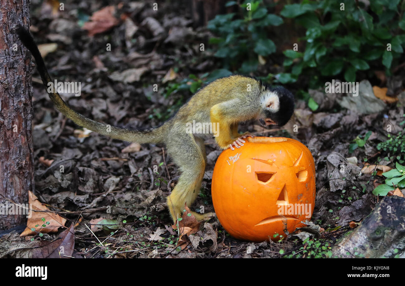 The penguins, monkeys and tigers of ZSL London Zoo get into the spirit ...