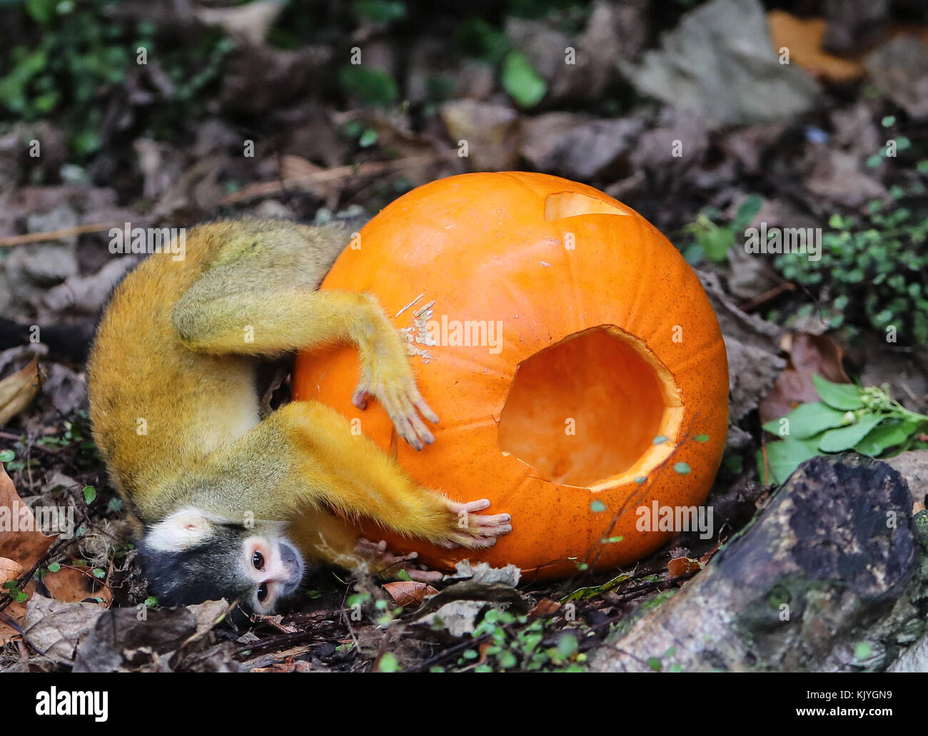 The penguins, monkeys and tigers of ZSL London Zoo get into the spirit ...