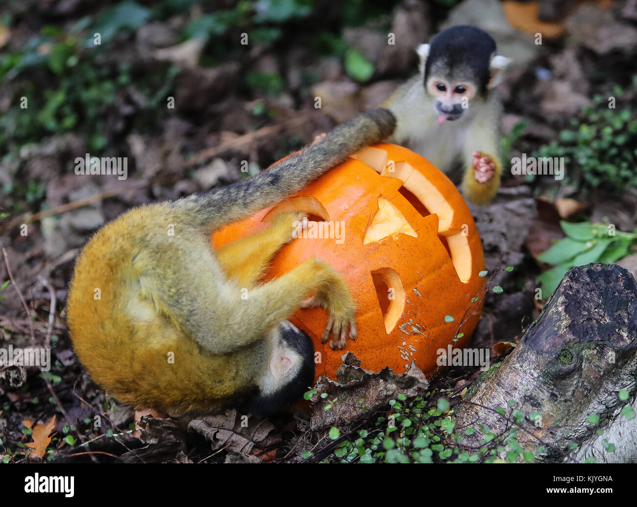 The penguins, monkeys and tigers of ZSL London Zoo get into the spirit ...