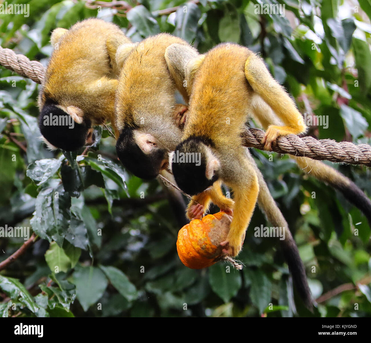 The penguins, monkeys and tigers of ZSL London Zoo get into the spirit ...