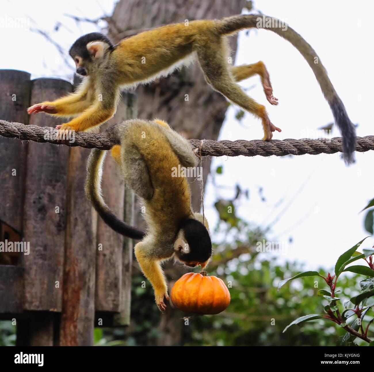 The penguins, monkeys and tigers of ZSL London Zoo get into the spirit ...