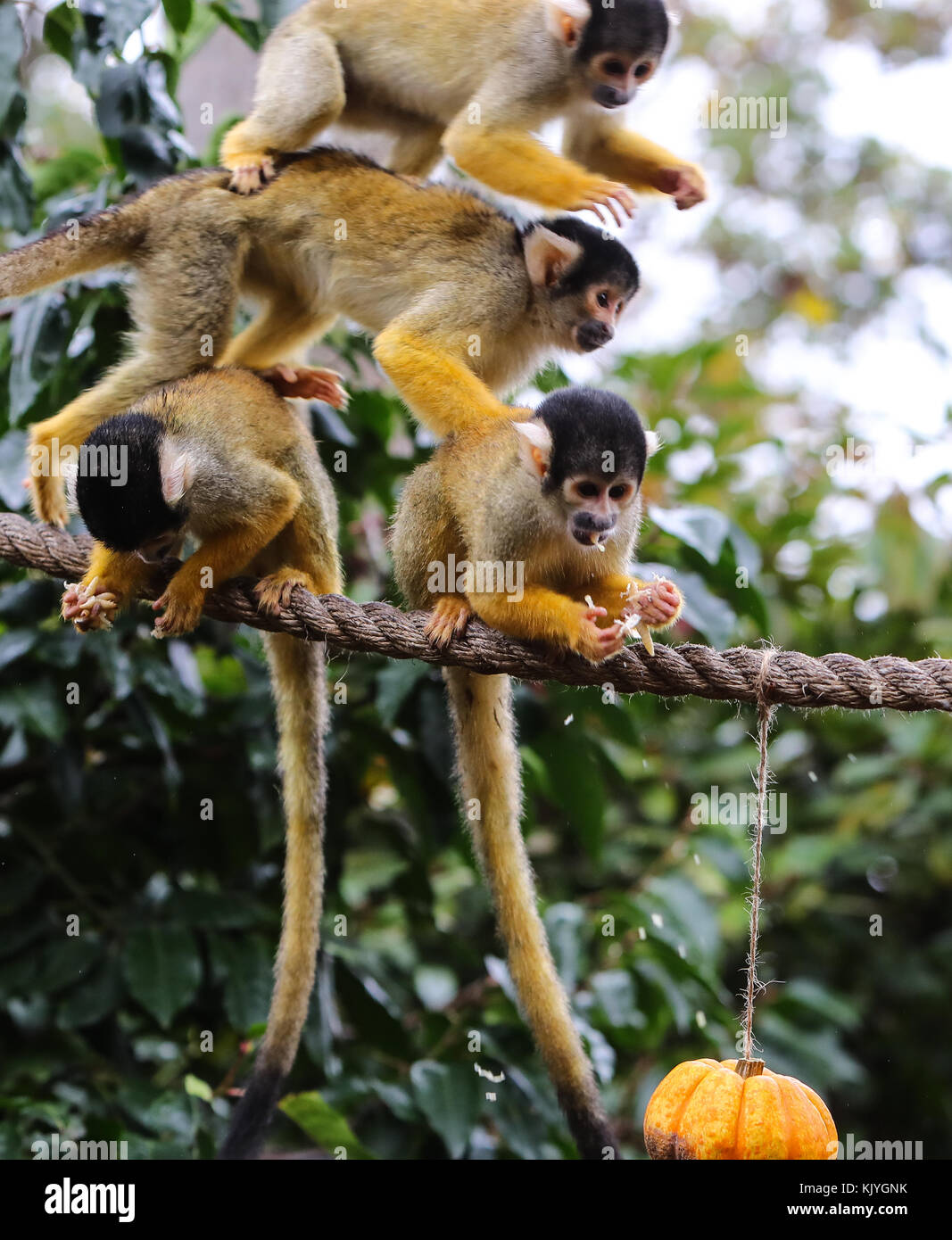 The penguins, monkeys and tigers of ZSL London Zoo get into the spirit ...