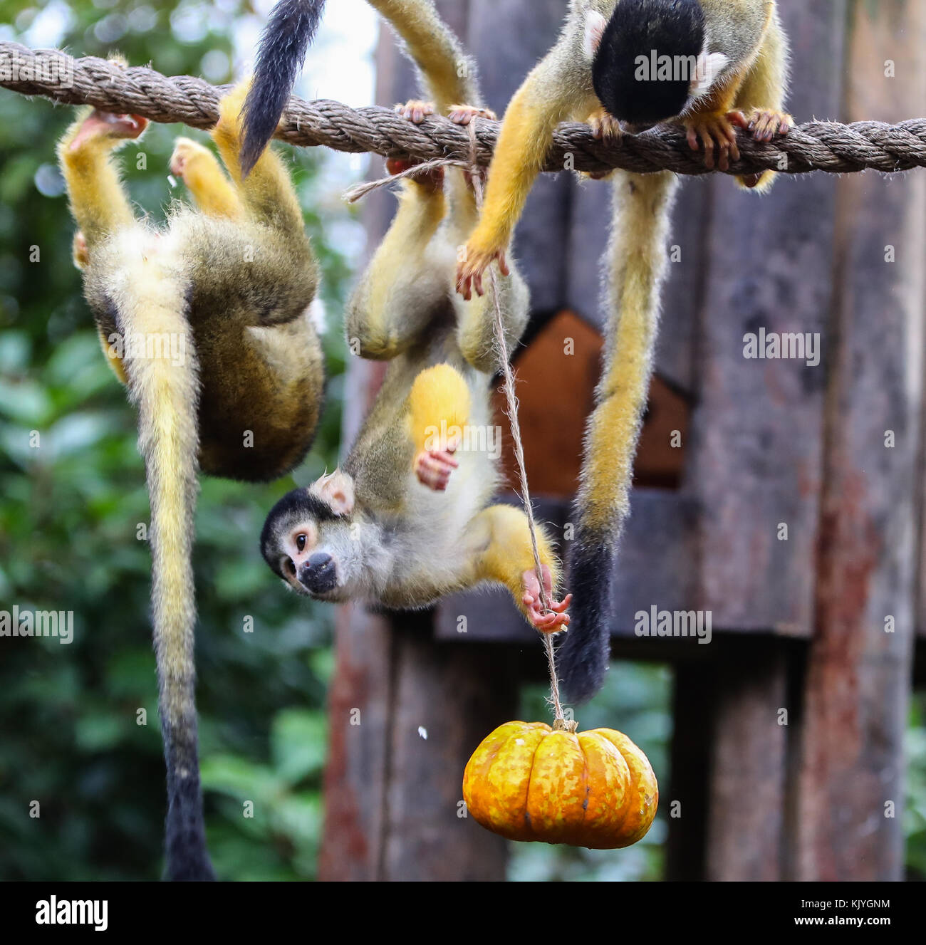 The penguins, monkeys and tigers of ZSL London Zoo get into the spirit ...