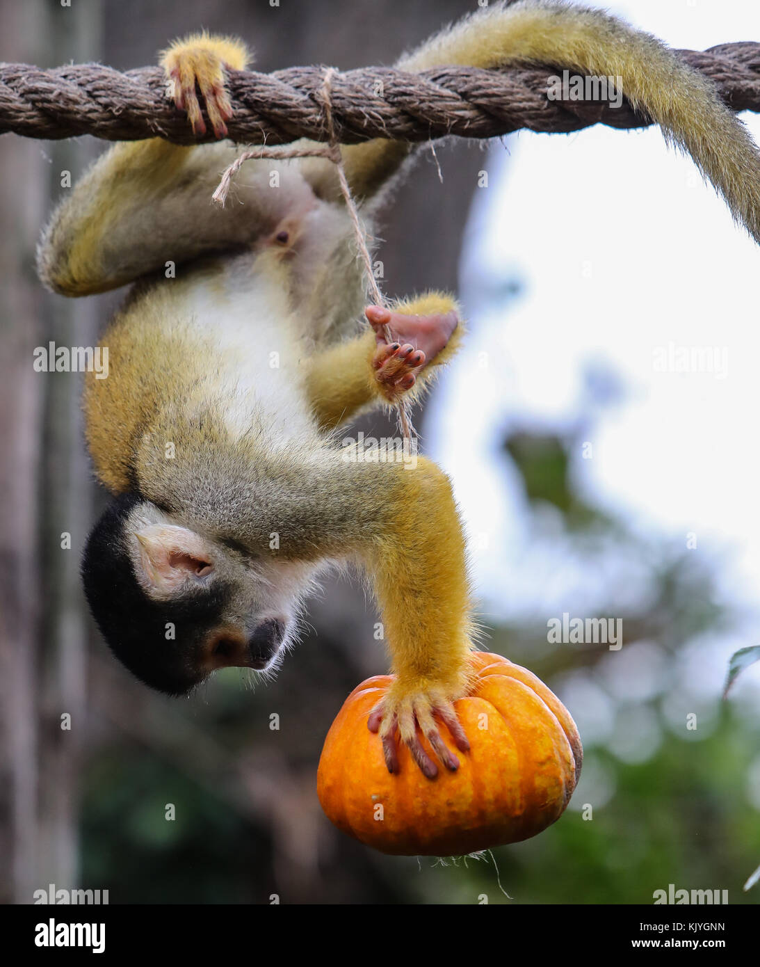 The penguins, monkeys and tigers of ZSL London Zoo get into the spirit ...