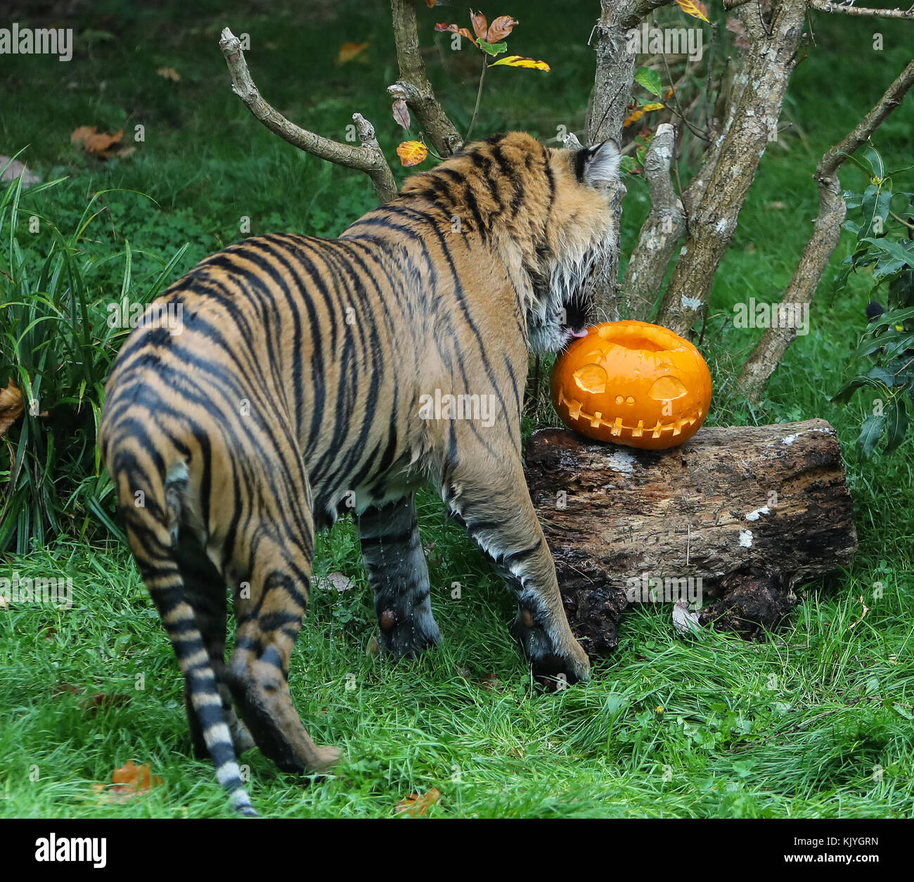 The penguins, monkeys and tigers of ZSL London Zoo get into the spirit ...