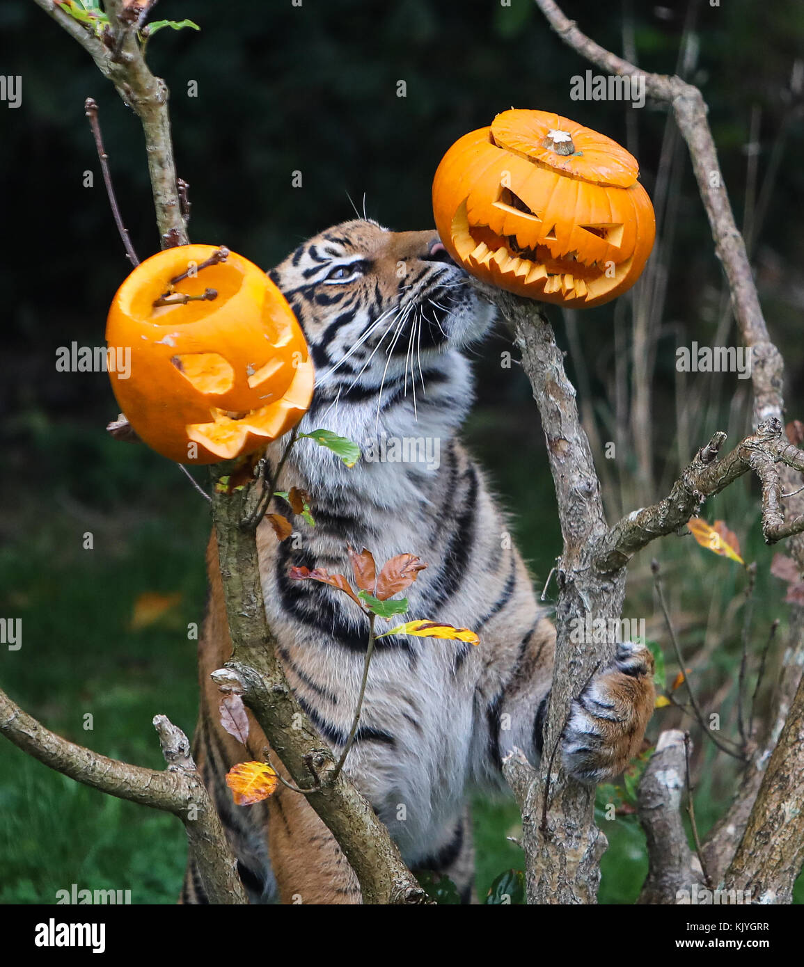 The penguins, monkeys and tigers of ZSL London Zoo get into the spirit ...